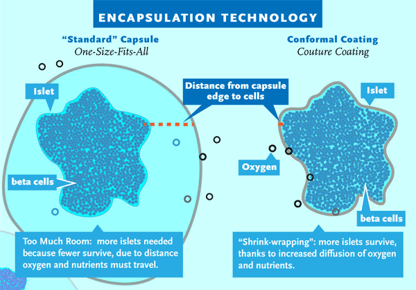 Games Cells Play: Protecting Islet Transplants - Insulin Nation